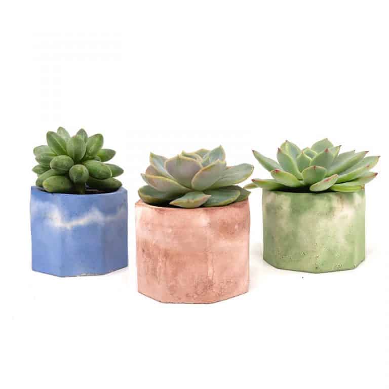 Gift Set with pot and plant [3 pot per set] - Succulent & Cactus Malaysia