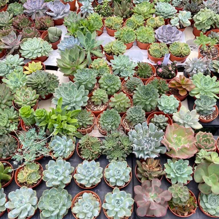 Succulents & Cactus - Random Selection - Succulent & Cactus Malaysia